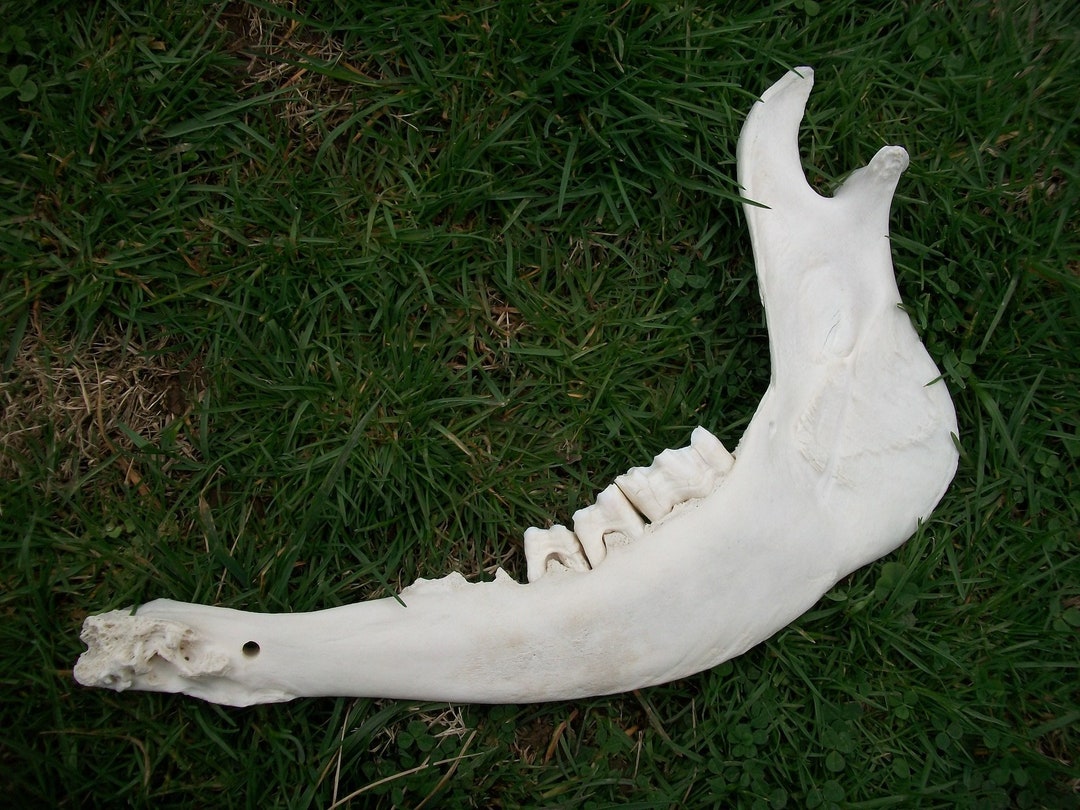 Real Cow Jawbone - Etsy