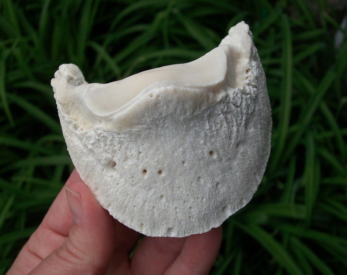 Real Horse Coffin Bone Hoof - Etsy