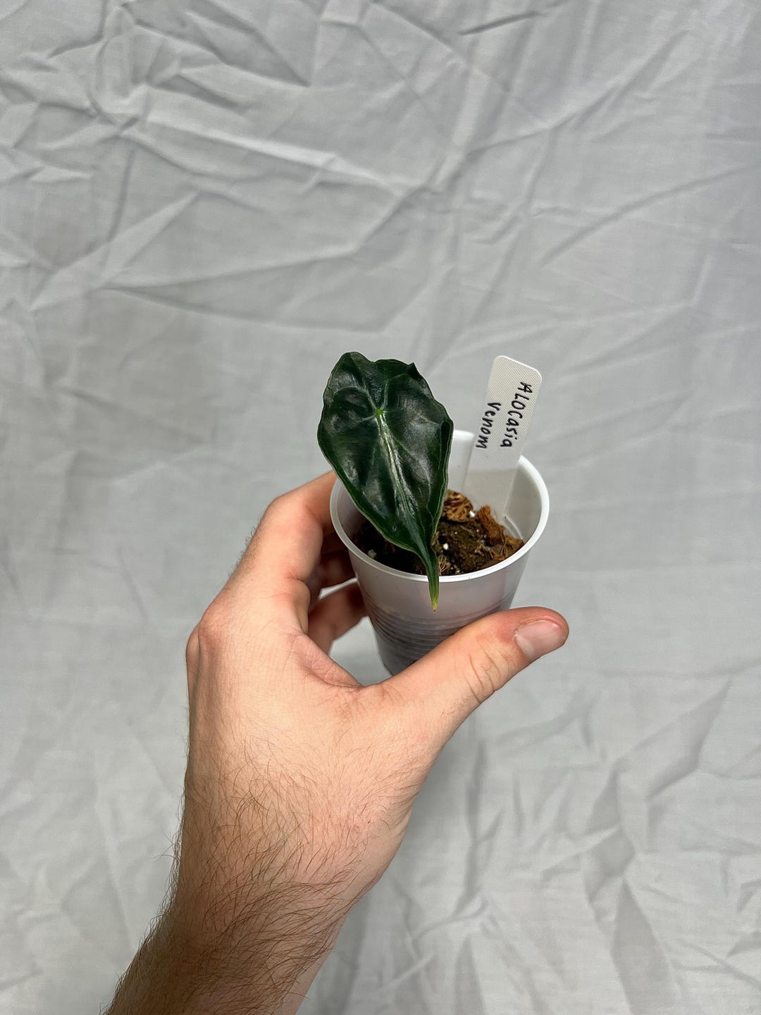 Alocasia Venom 2" Starter Plant - Rare Collectable, EXACT PLANT - RARE ...