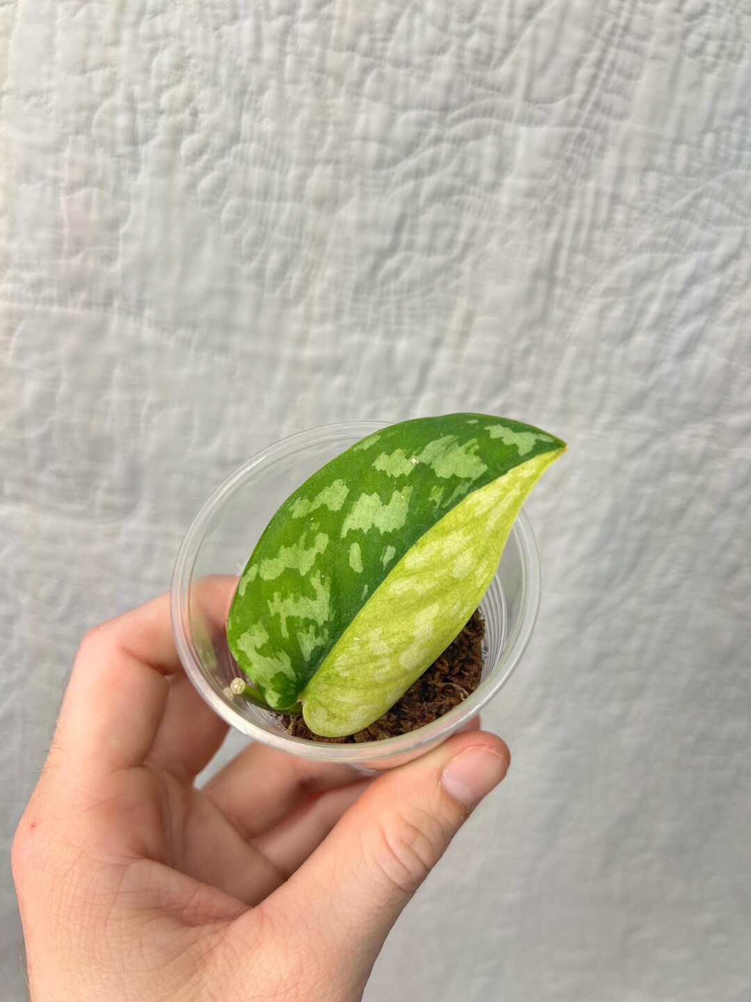Scindapsus Matcha Half Moon SM02 – Rare Scindapsus, Variegated Aroid ...