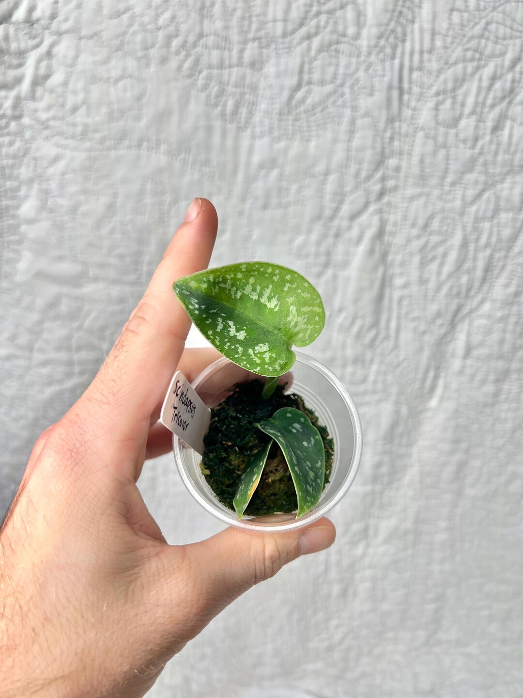 Scindapsus Borneo Tricolor STC02 - Rare Silver Variegated Vine ...