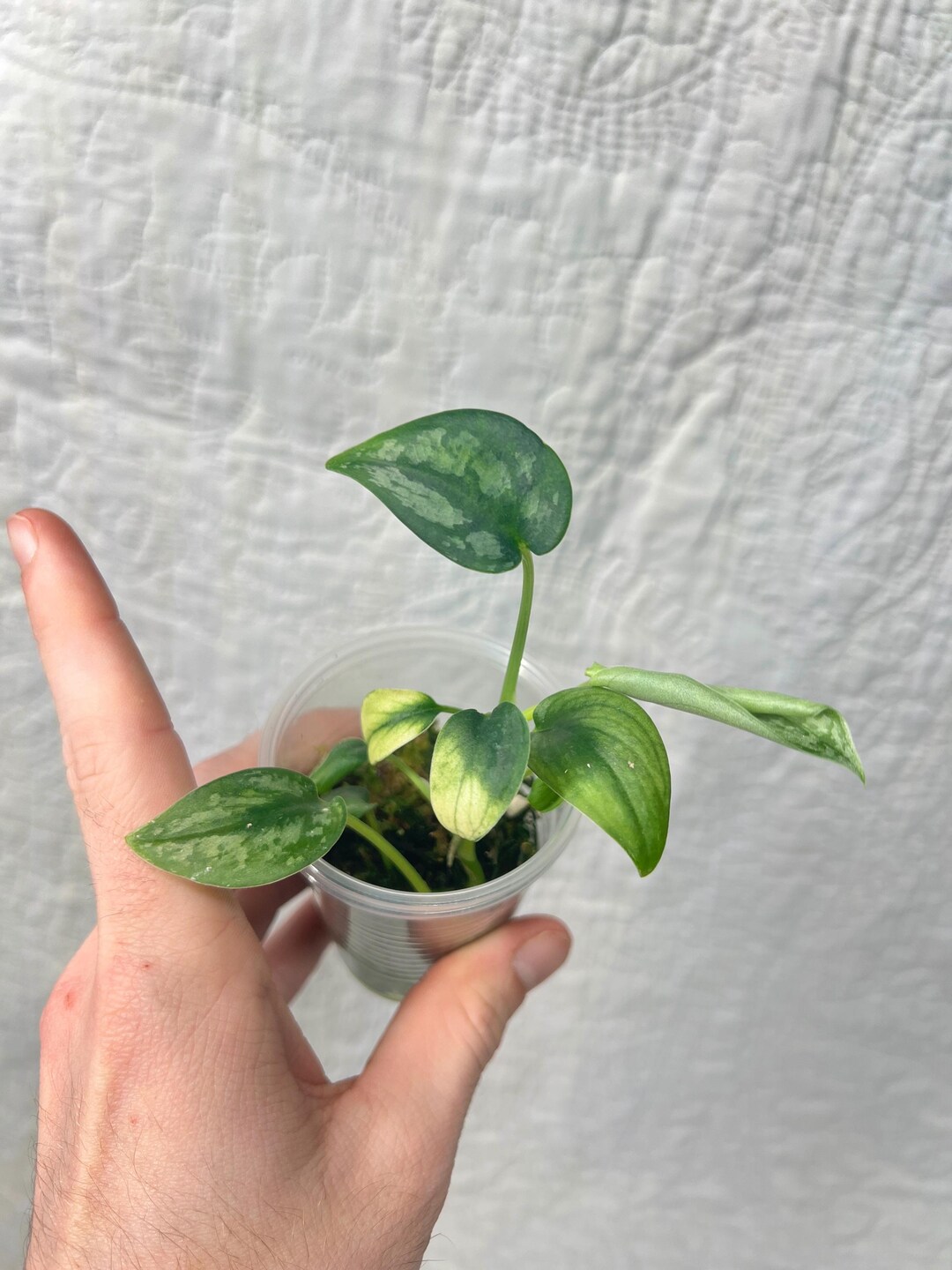Scindapsus Bakunawa SB01 – Rare Scindapsus, Collector Aroid, Silver ...