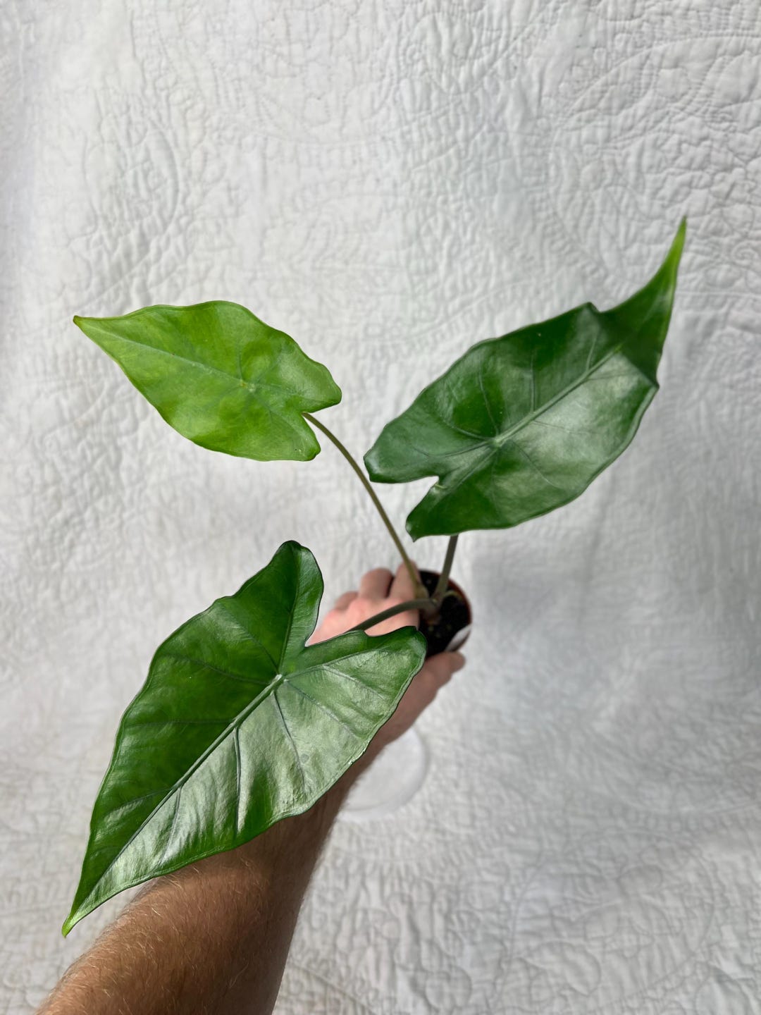 Alocasia Sumo - GROWERS CHOICE – Rare Elephant Ear, Big Leaf Alocasia ...