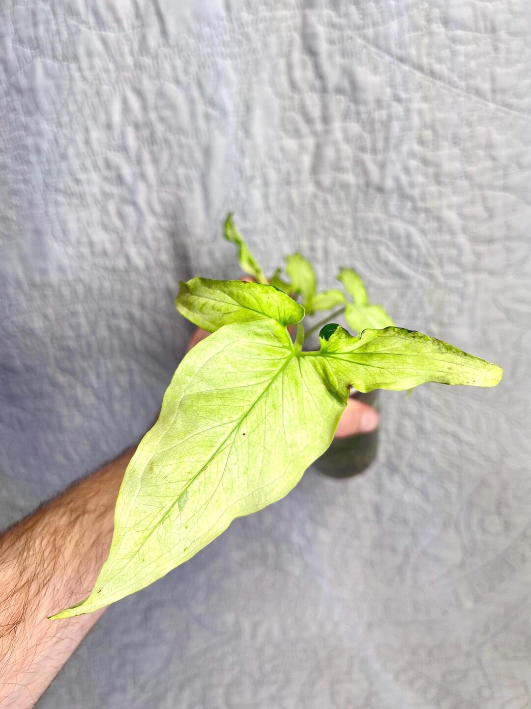 Syngonium Angustatum Tricolor SATC01 – Rare Variegated Syngonium ...