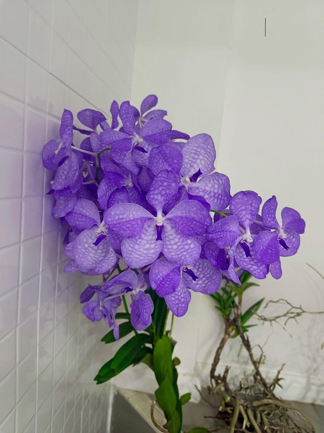 Orchidée Vanda coerulea 1 plante belle orchidée tropicale rare Vanda ...