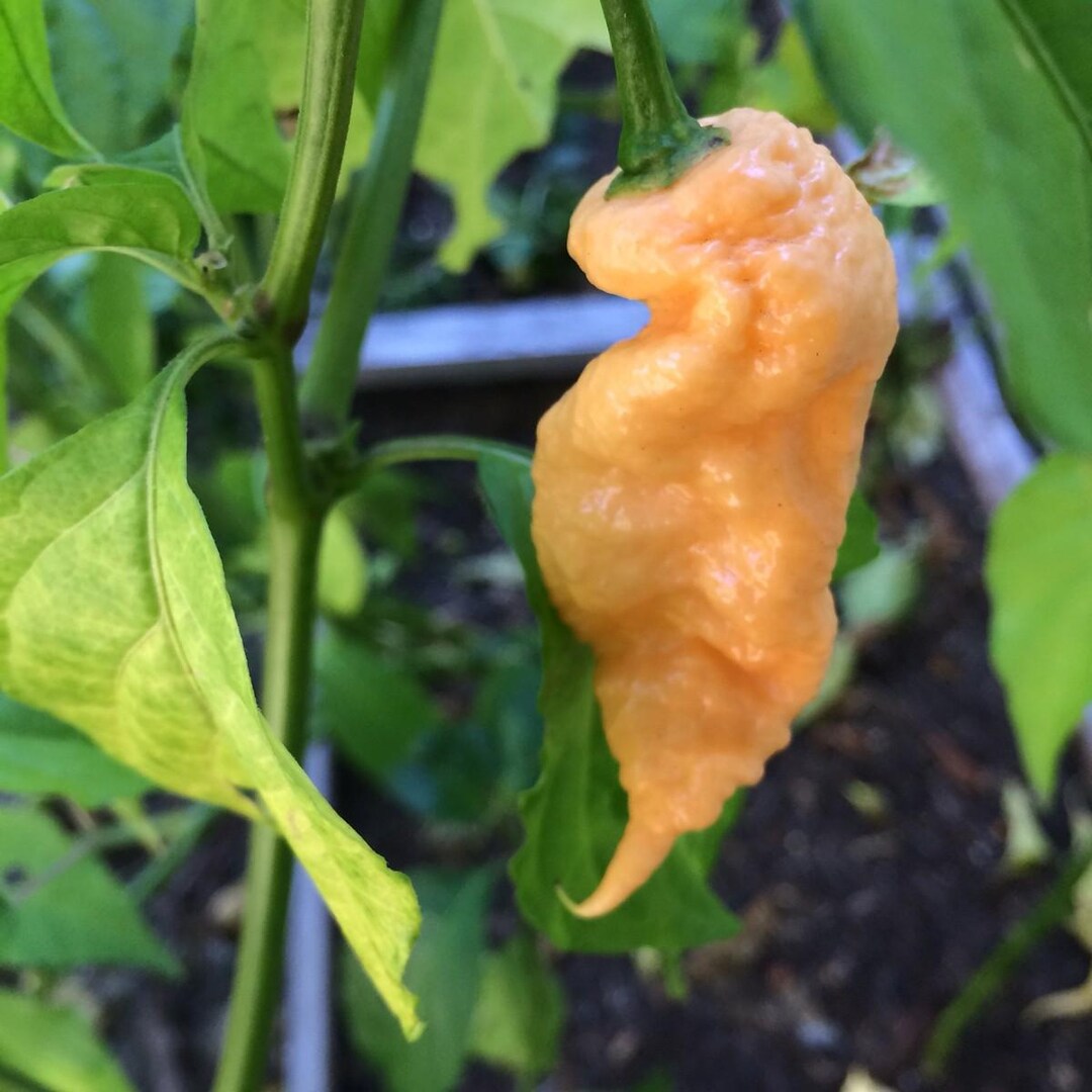 Peach Ghost Bhut Jolokia Pepper Seeds – Rare Sweet Heat, Florida-grown ...