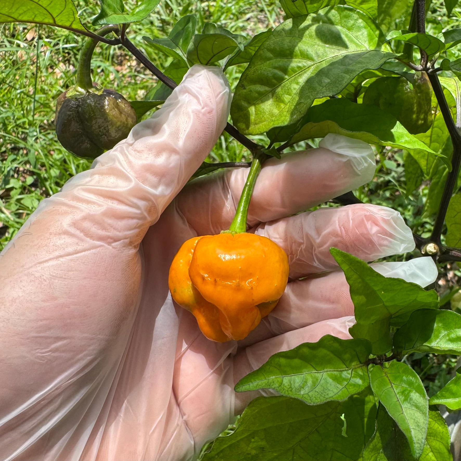 Yellow Moruga Scorpion Pepper Seeds – Extreme Heat, Citrus Flavor (11 ...