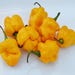 Yellow Moruga Scorpion Pepper Seeds – Extreme Heat, Citrus Flavor (11 ...