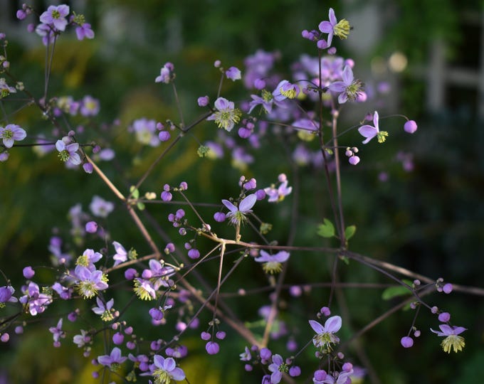 Meadow Beauty Rare Seeds (rhexia Virginica) Handsome-harry, Virginia ...