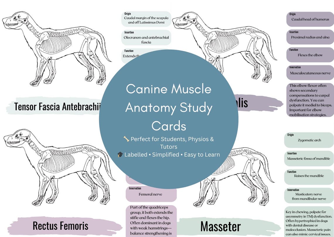 Canine Anatomy Muscle Revision Flashcards - Etsy