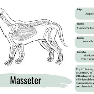 Canine Anatomy Muscle Revision Flashcards - Etsy