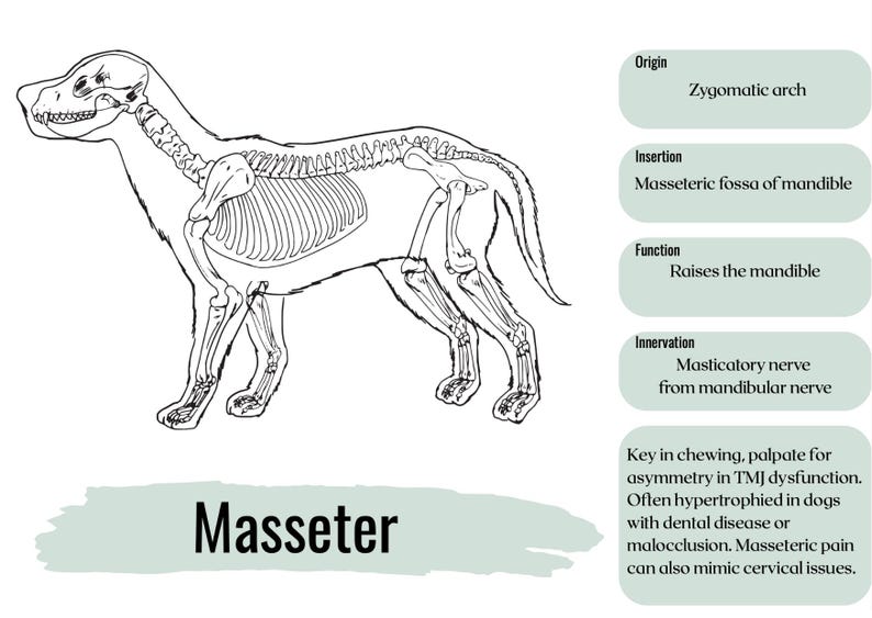 Canine Anatomy Muscle Revision Flashcards - Etsy