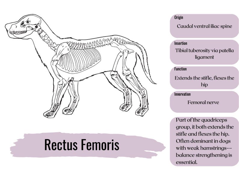Canine Anatomy Muscle Revision Flashcards - Etsy