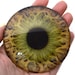 Huge 78mm Realistic Hazel Glass Human Eyes 3 Inch Large Faux Taxidermy ...