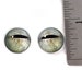 Realsitic Javan Tree Frog Handmade Animal Glass Eyes 6mm to 40mm ...