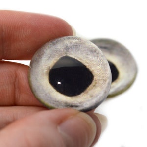 High Dome Chinook Salmon Fish Half Sphere Glass Eyes Silver Sea Ocean ...