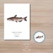 Channel Catfish Art Greeting Card + Sticker | Freshwater Fishing 5x7 ...