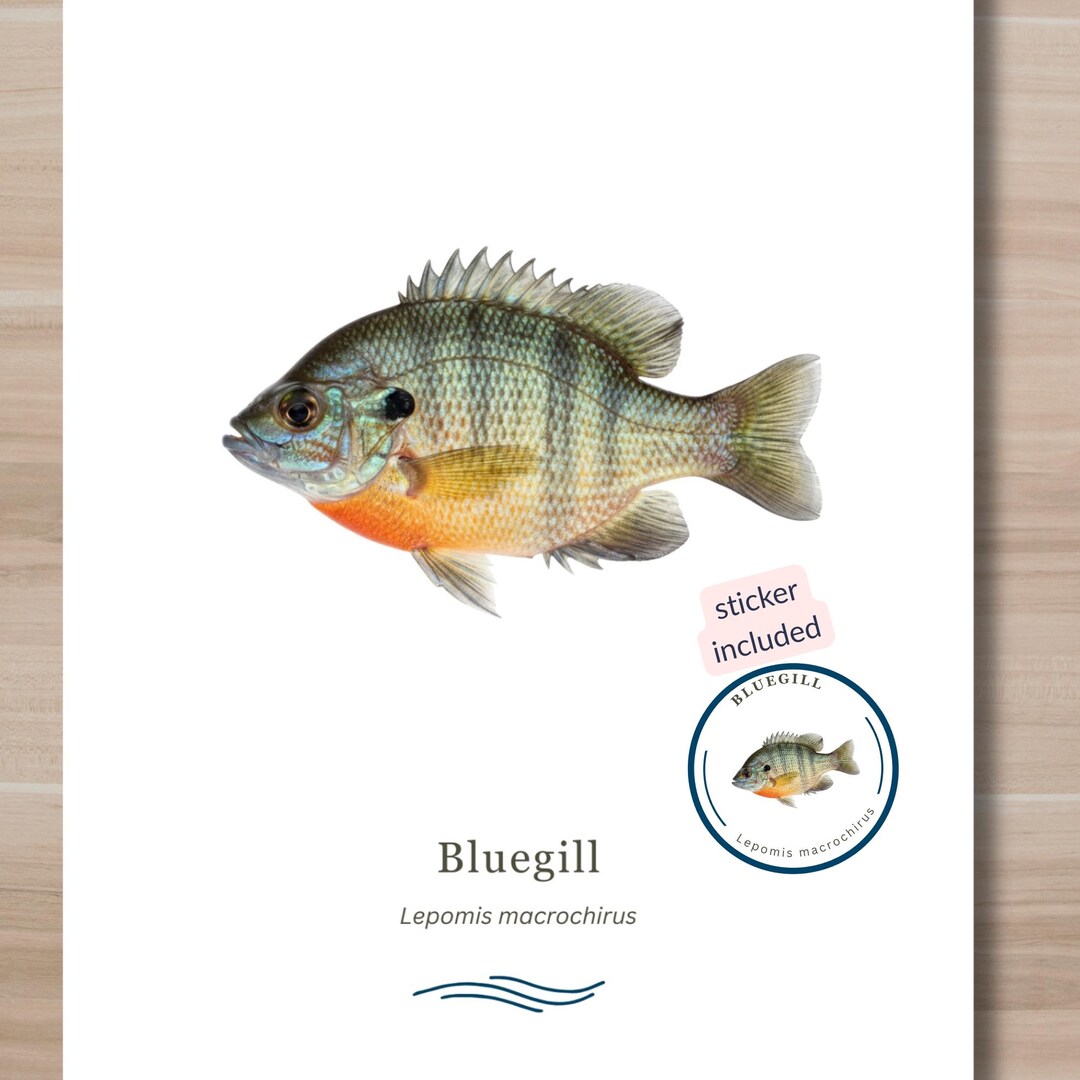 Bluegill Fish Art Greeting Card + Sticker | Freshwater Fishing 5x7 ...