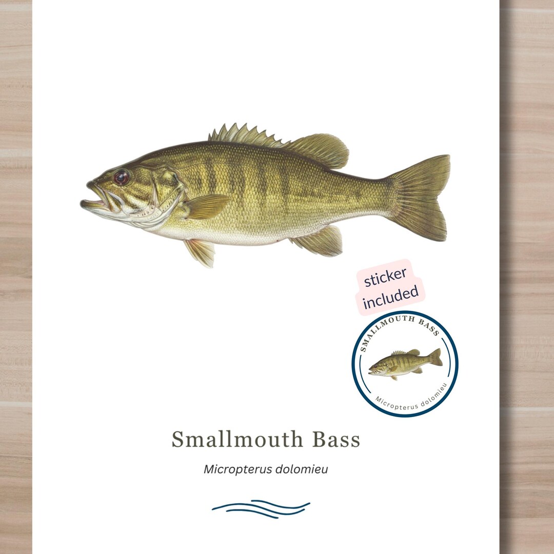 Smallmouth Bass Art Greeting Card + Sticker | Freshwater Fishing 5x7 ...