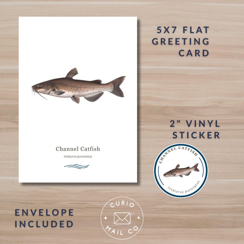 Channel Catfish Art Greeting Card + Sticker | Freshwater Fishing 5x7 ...