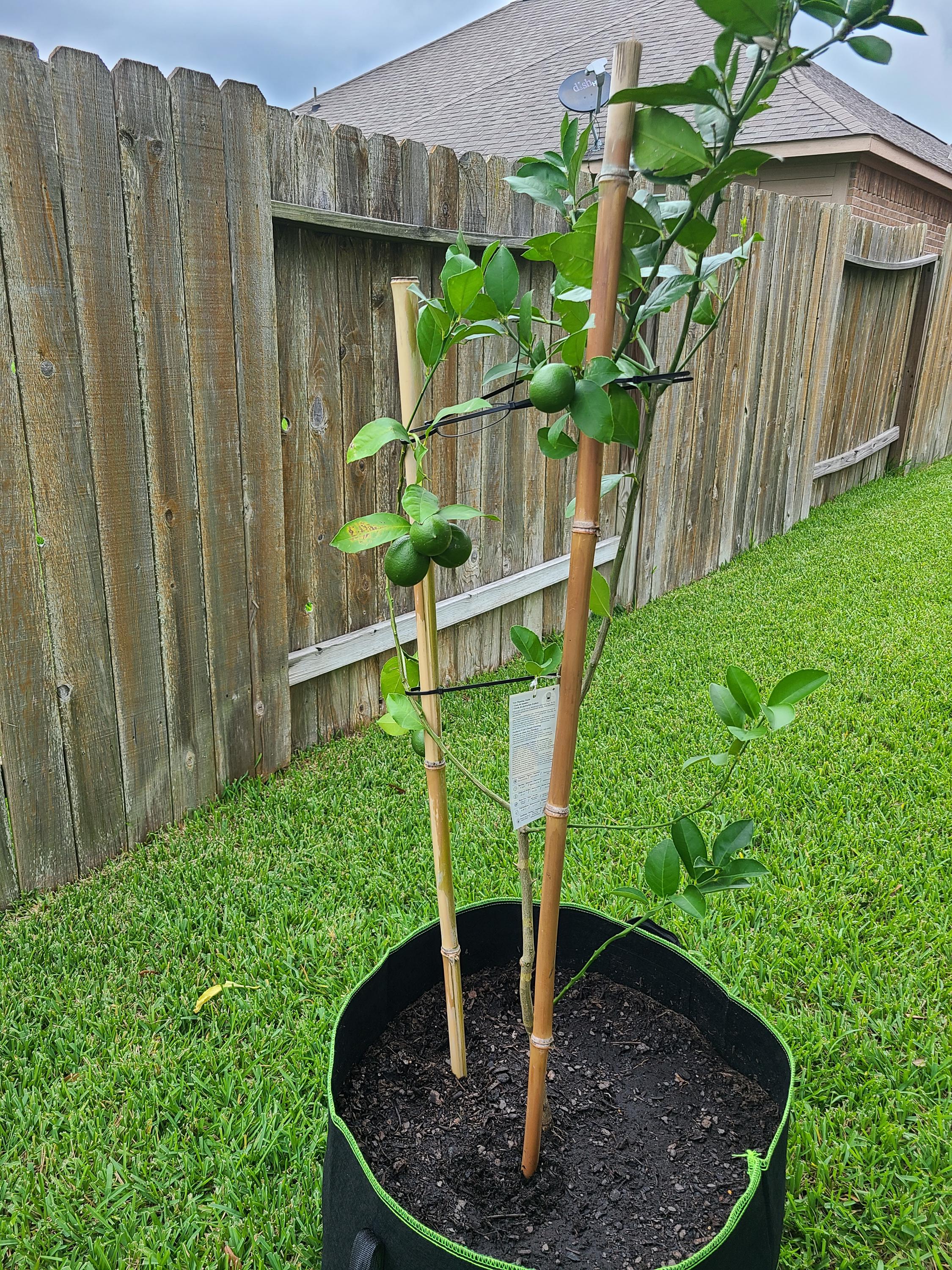 Bamboo Plant Sticks, Bamboo Tomato Sticks, Bamboo Plant Stakes - Etsy