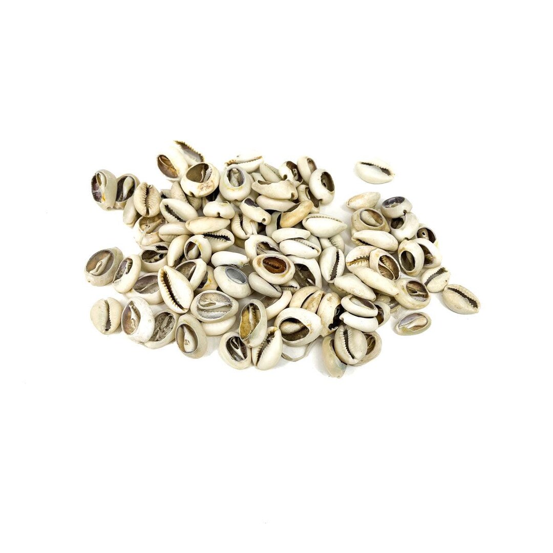 100 Loose Cowrie Shells Congo - Etsy