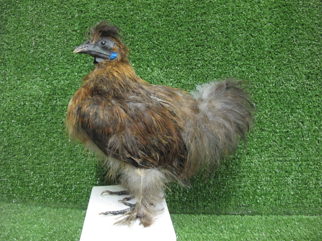 Juvenile Rust and Gray Silkie Chicken Real Bird Taxidermy Poultry Mount ...