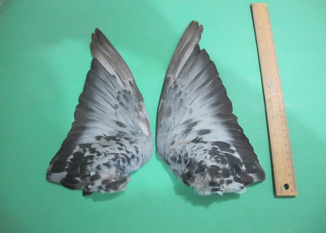 Pair Gray Spangled Pigeon Dried Birds Wings Feathers Art Craft ...