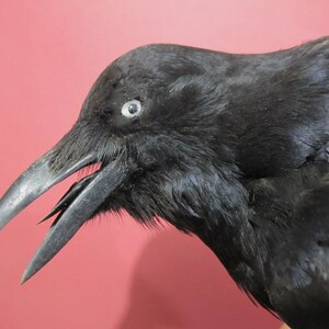 Squawking Black Crow Real Bird Taxidermy Mount - Etsy Australia