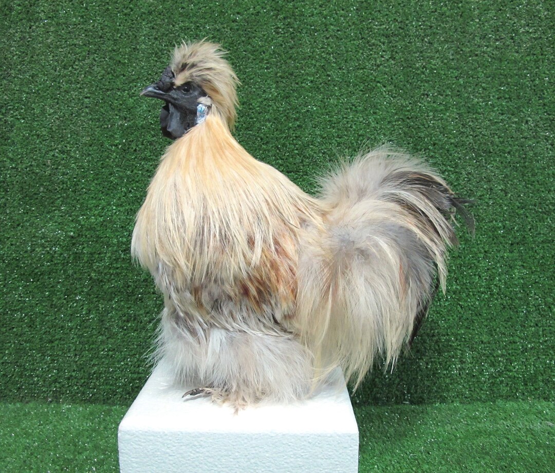 Gold Cream Tan Silkie Rooster Real Bird Taxidermy Poultry - Etsy
