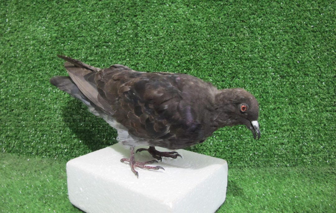 Pecking Pigeon Rock Dove Real Bird Taxidermy Mount - Etsy