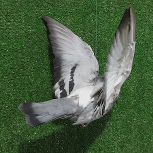 Flying Gray Pigeon Bird Taxidermy Mount Barred Wing Pattern - Etsy
