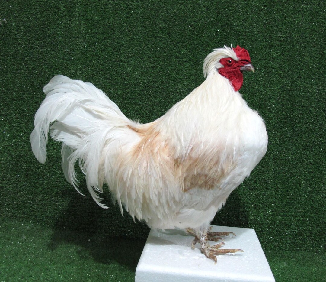 White and Tan Farmyard Rooster Real Bird Taxidermy Mount - Etsy