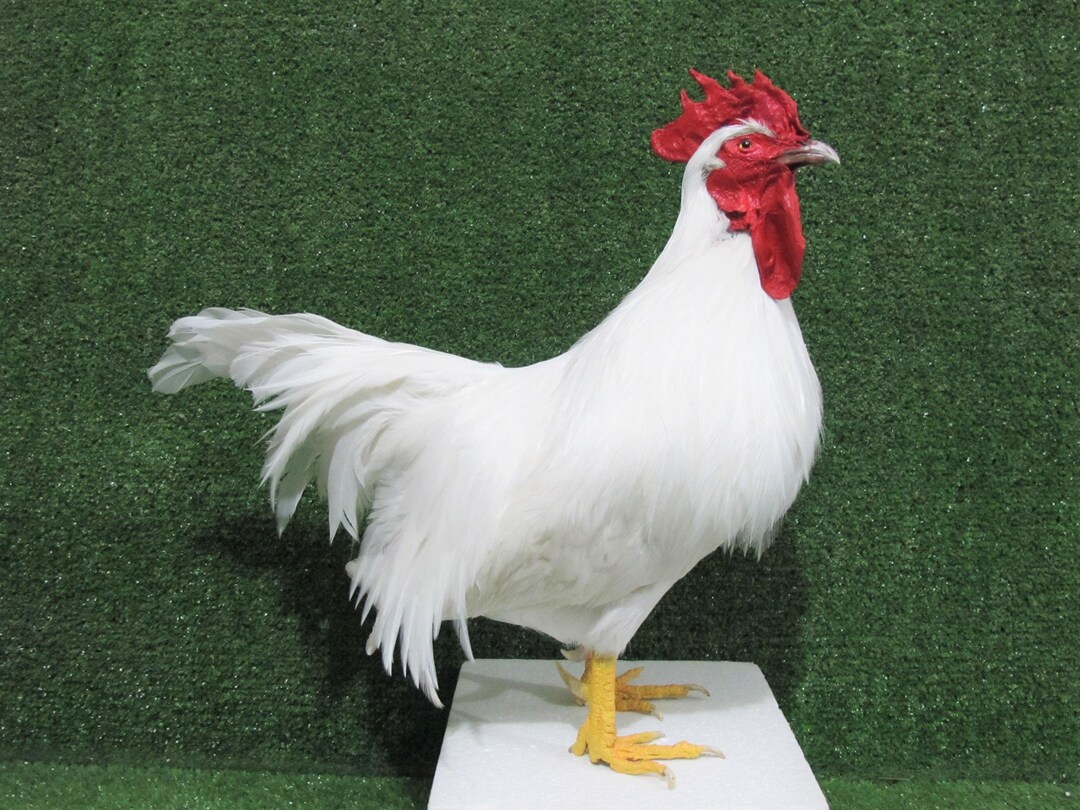 White Leghorn Rooster Real Bird Taxidermy Poultry Mount - Etsy