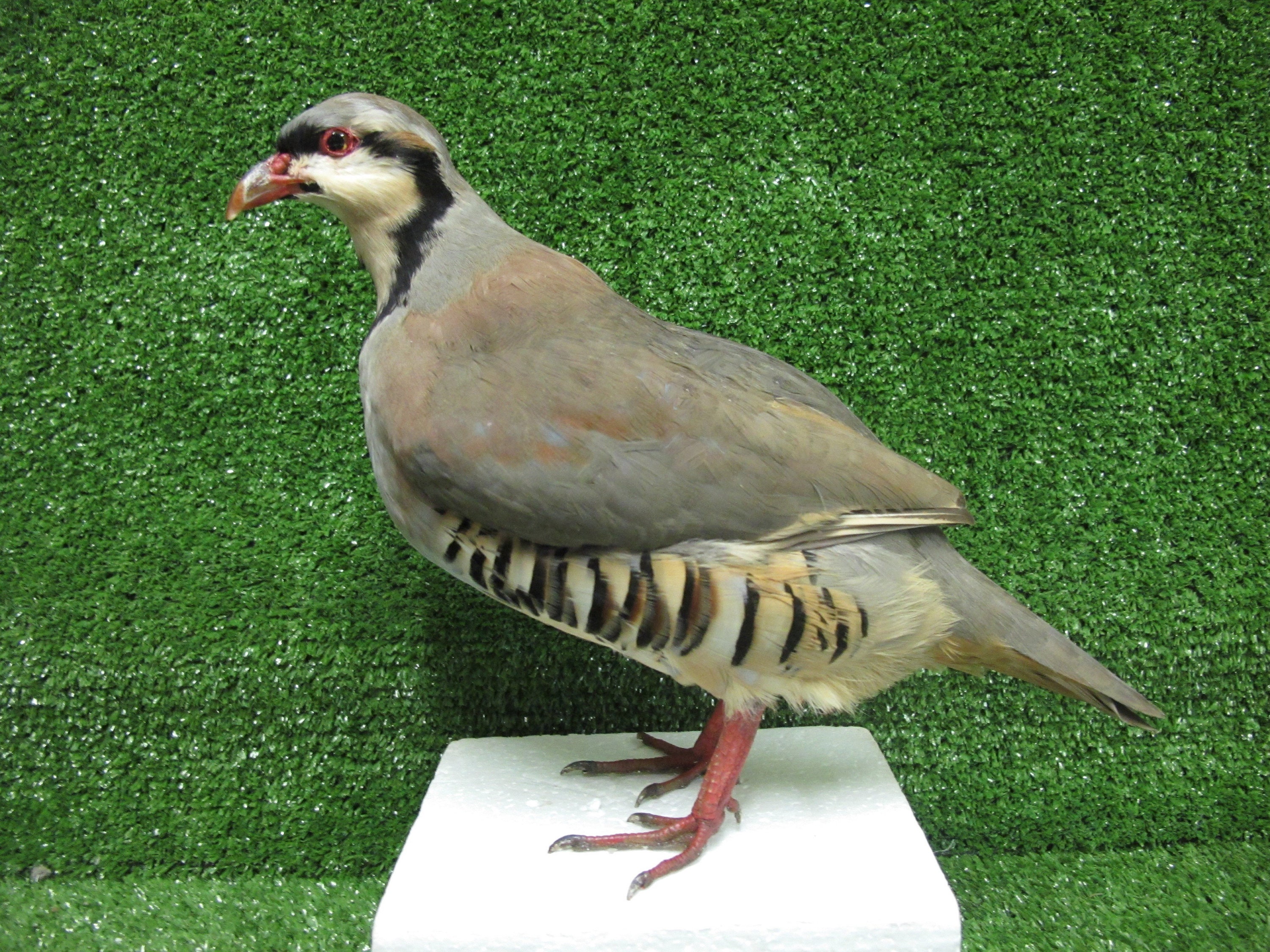 Chukar Mounts