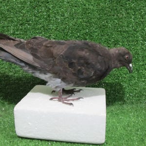 Pecking Pigeon Rock Dove Real Bird Taxidermy Mount - Etsy