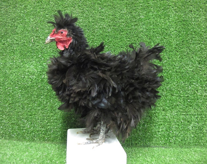 Black Frizzle Hen Chicken Real Bird Taxidermy Poultry Mount Standing - Etsy