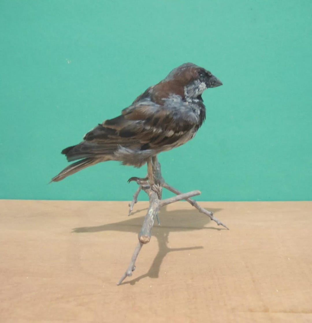 Sparrow Real Bird Taxidermy Mount on Perch - Etsy
