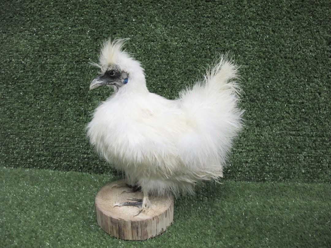 Young White Silkie Chicken Real Bird Taxidermy Poultry Mount - Etsy