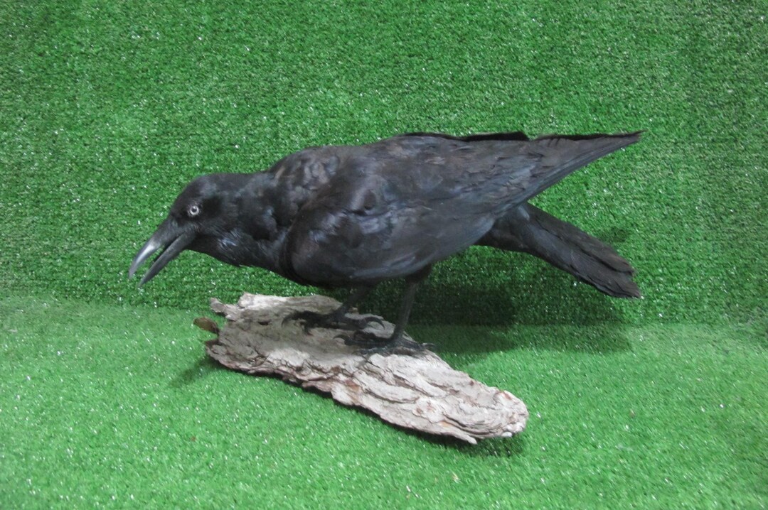 Squawking Black Raven Crow Real Bird Taxidermy Mount - Etsy