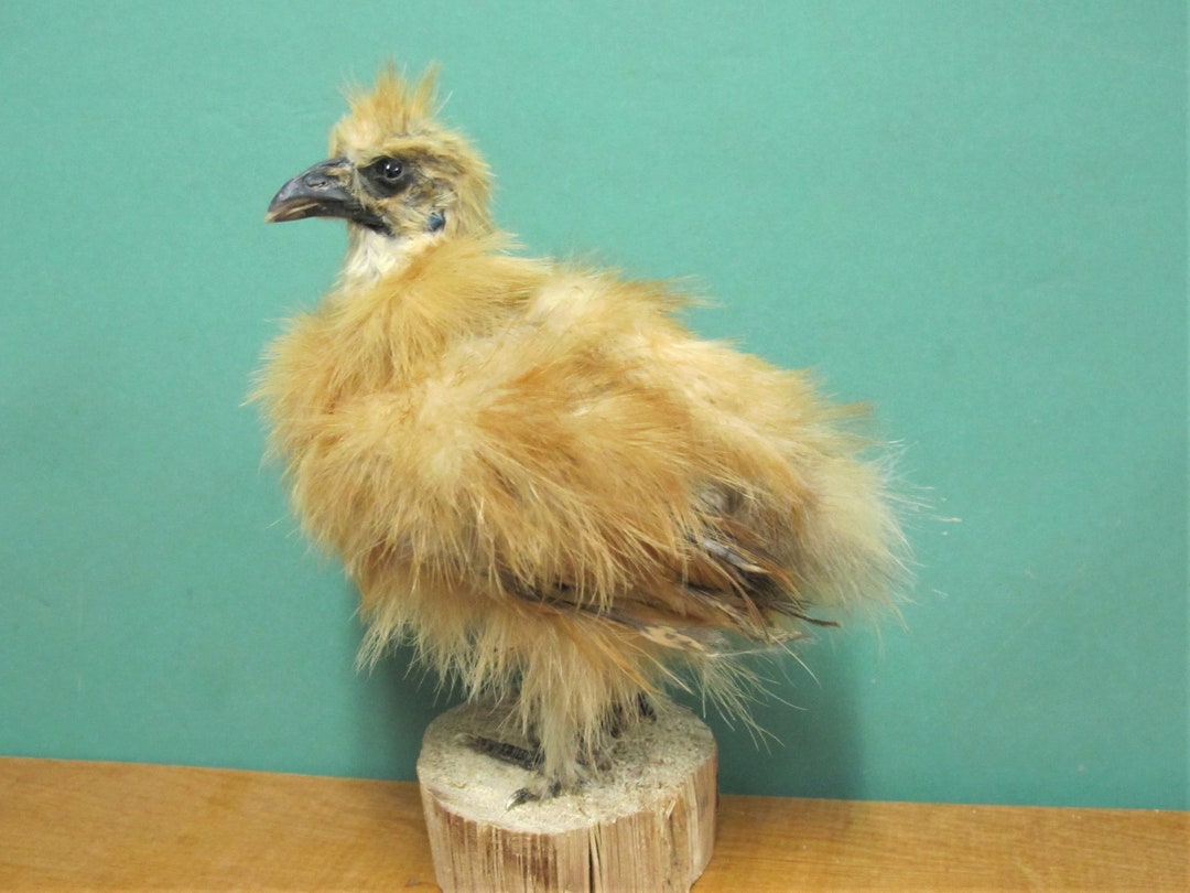 Young Tan Silkie Chicken Real Bird Taxidermy Poultry Mount - Etsy
