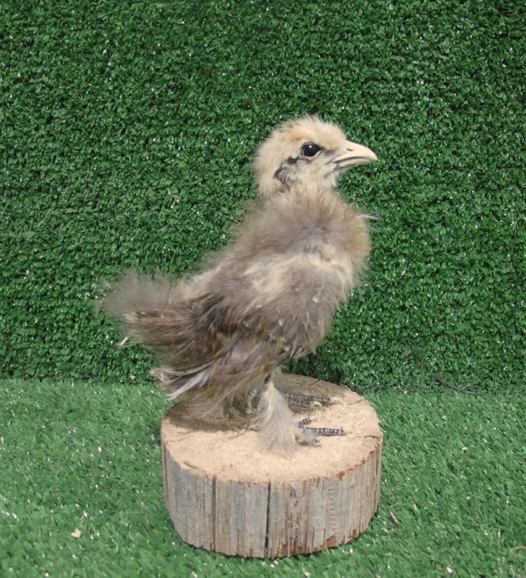 Fluffy Brown Striped Chick Chicken Real Bird Taxidermy Mount Poultry - Etsy