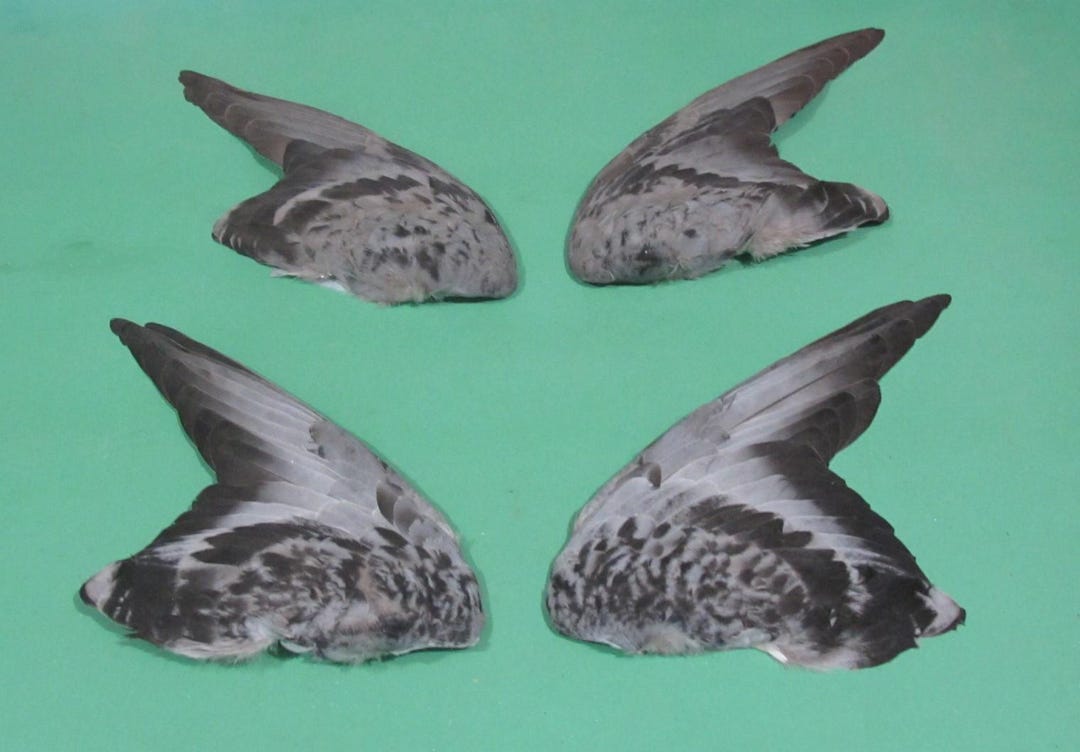 2 Pairs Gray Spangled Pigeon Dried Birds Wings & Tail Feathers Art ...