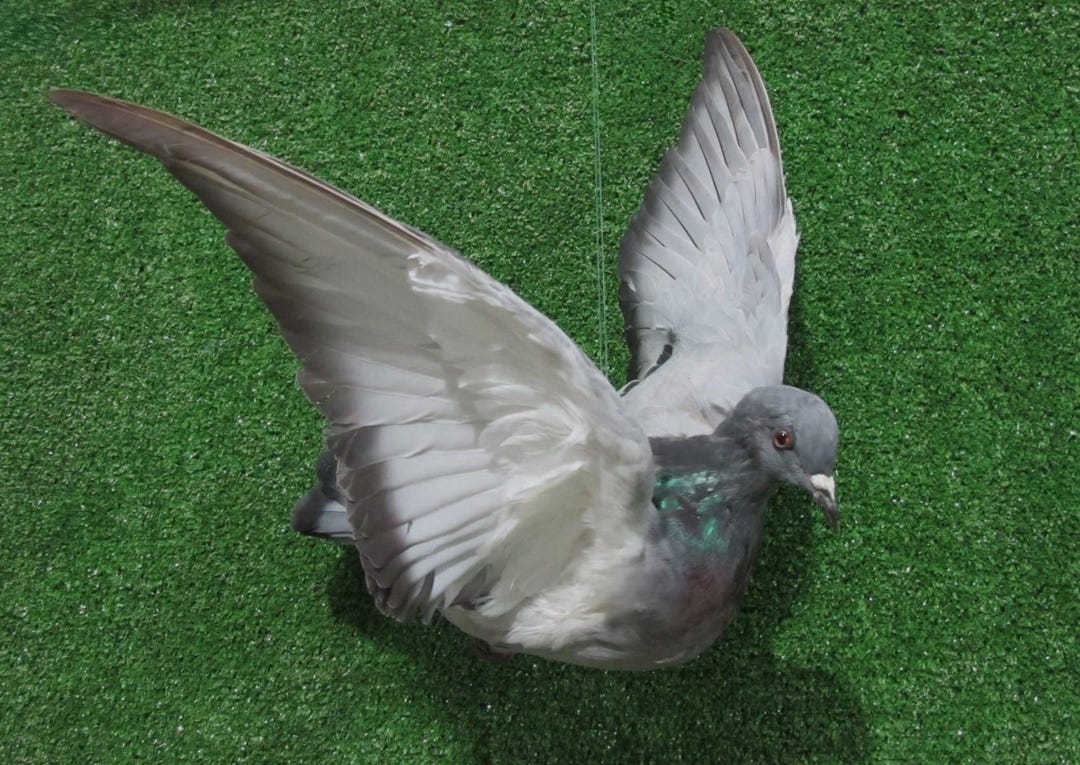 Flying Gray Pigeon Bird Taxidermy Mount Barred Wing Pattern - Etsy