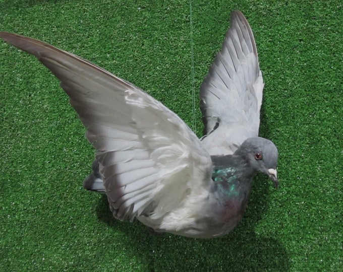 Flying Gray Pigeon Bird Taxidermy Mount Barred Wing Pattern - Etsy