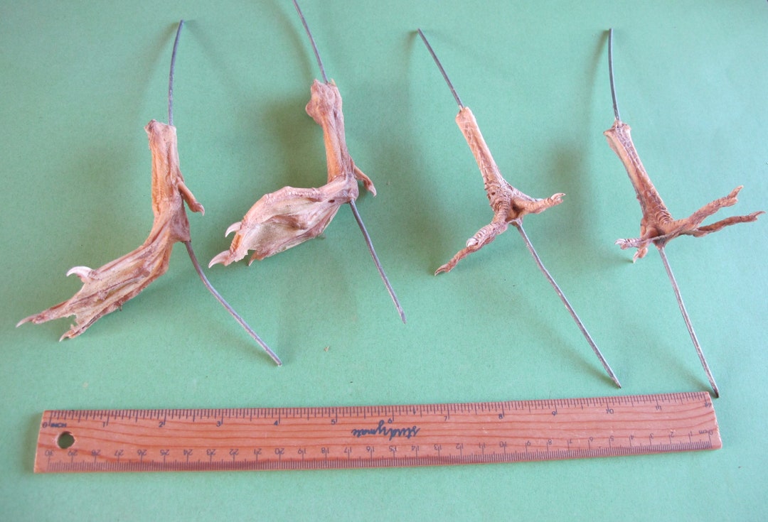 2 Pairs Dried Rooster and Duck Legs and Feet With Wires Through the ...