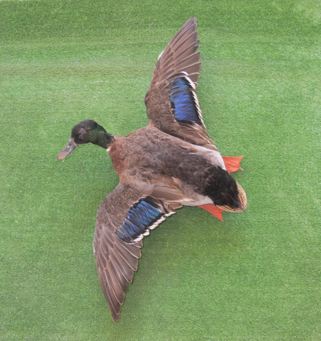 Flying Mallard Drake Duck Real Bird Taxidermy Mounted on Wooden Plaque ...