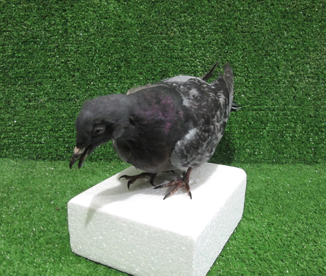 Pecking Dark Gray Pigeon Real Bird Taxidermy Mount - Etsy