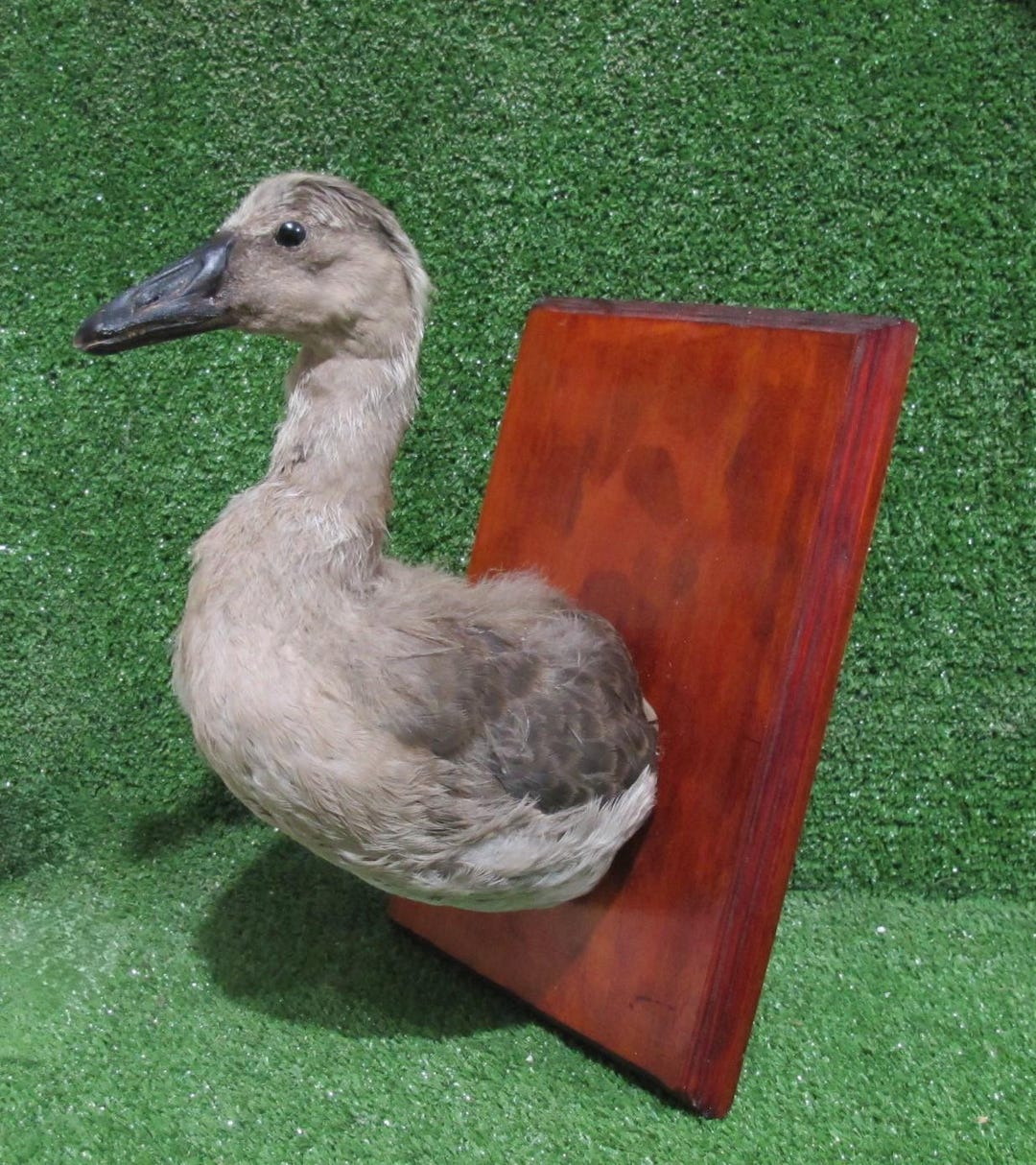 Chinese Gosling Goose Head Real Bird Taxidermy Trophy Mount on Wooden ...