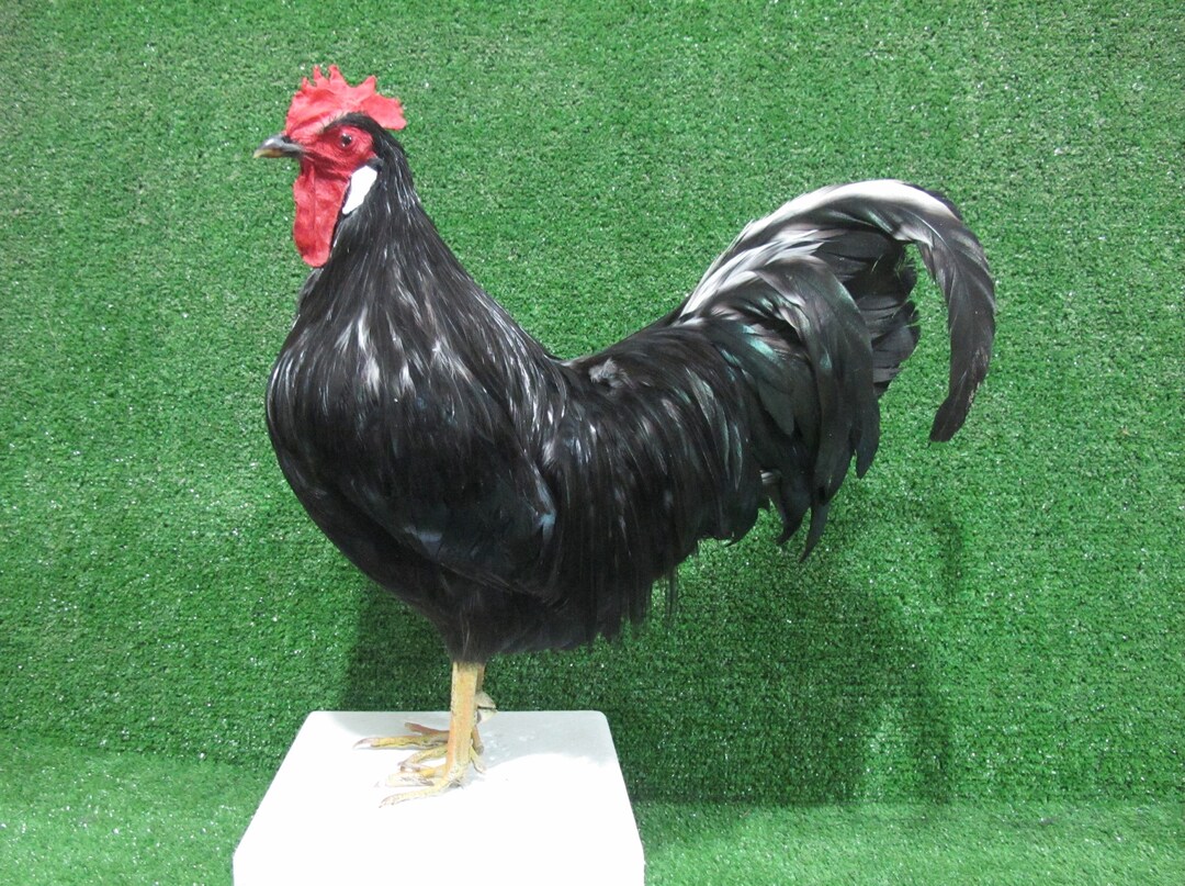 Black Leghorn Rooster Real Bird Taxidermy Poultry Mount - Etsy